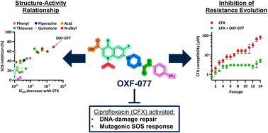 Development of an inhibitor of the mutagenic SOS response that ...