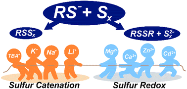 Metal-cation-induced shifts in thiolate redox and reduced sulfur ...