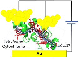 Shallow conductance decay along the heme array of a single tetraheme ...