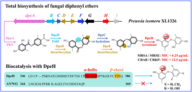 Novel fungal diphenyl ether biosynthetic gene clusters encode a ...