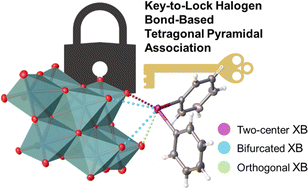 Key-to-lock halogen bond-based tetragonal pyramidal association of ...