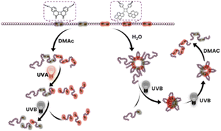 Main chain selective polymer degradation: controlled by the wavelength ...