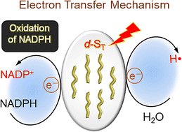 In situ self-assembled near-infrared phototherapeutic agent: unleashing ...