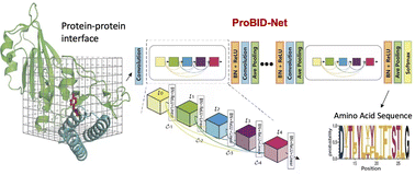 ProBID-Net: a deep learning model for protein–protein binding interface ...