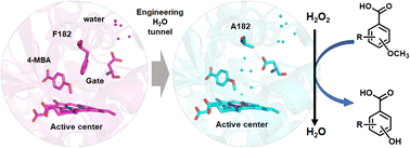 Crucial gating residues govern the enhancement of peroxygenase activity ...