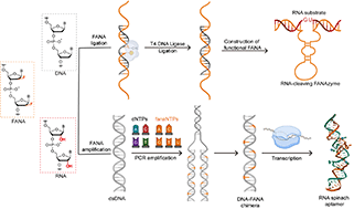 Advancing the enzymatic toolkit for 2′-fluoro arabino nucleic acid ...