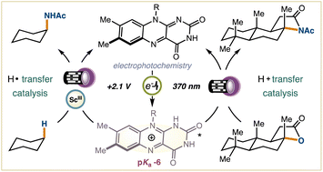 Unlocking flavin photoacid catalysis through electrophotochemistry ...