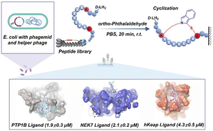 A facile strategy for the construction of a phage display cyclic ...
