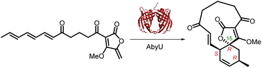 Antibiotic origami: selective formation of spirotetronates in ...