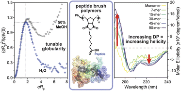 Conformational modulation and polymerization-induced folding of ...