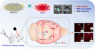 A novel NIR fluorescent probe for copper(ii) imaging in Parkinson's disease mouse brain ...
