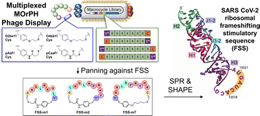 Cyclic peptides targeting the SARS-CoV-2 programmed ribosomal ...