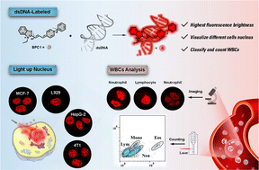 Next-generation red ultra-bright fluorescent dyes for nuclear imaging ...