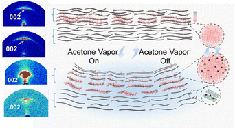 MXene-based solvent-responsive actuators with a polymer-intercalated ...