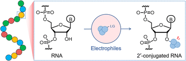 Chemical diversity of reagents that modify RNA 2′-OH in water: a review ...