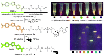 Differentiating carrier protein interactions in biosynthetic pathways ...