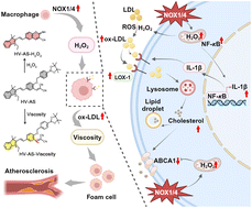H2O2 accumulation promoting internalization of ox-LDL in early ...