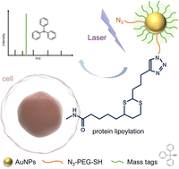 Chemoselective and laser cleavable probes for in situ protein ...