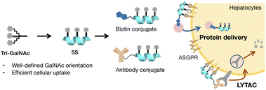 Strategic design of GalNAc-helical peptide ligands for efficient liver ...