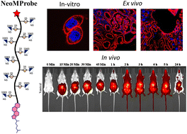 NeoMProbe: a new class of fluorescent cellular and tissue membrane ...