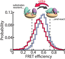 Interplay between conformational dynamics and substrate binding ...