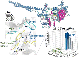 Mechanism of ultrafast flavin photoreduction in the active site of ...