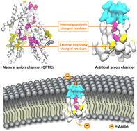Synthetic anion channels: achieving precise mimicry of the ion ...