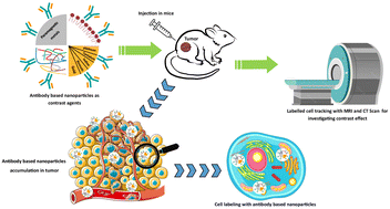 Antibody conjugates as CT/MRI Theranostics for diagnosis of cancers: a ...