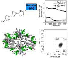 Development of NIAD-4 derivatives for fluorescence-based detection of ...