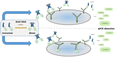A self-assembling protein–DNA complex with an inbuilt DNA release ...