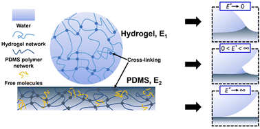 Flexible hydrogels connecting adhesion and wetting - Soft Matter (RSC ...