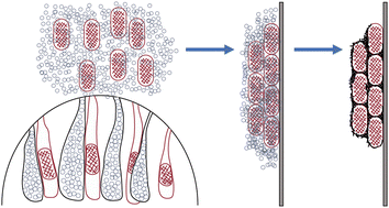Analysis of the adhesive secreting cells of Arion subfuscus: insights ...