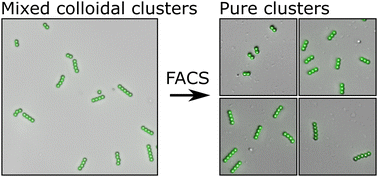 Fluorescence-activated cell sorting (FACS) for purifying colloidal ...