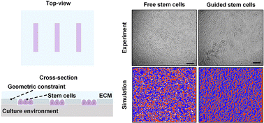 Mechanical guidance to self-organization and pattern formation of stem ...