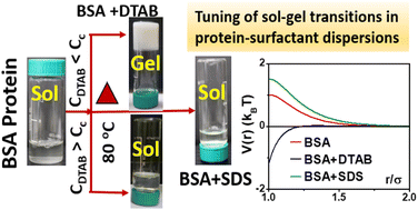Evolution of the structure and interaction in the surfactant-dependent ...