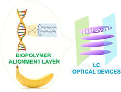 Banana DNA derivatives as homeotropic alignment layers in optical ...