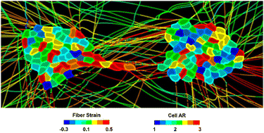 Tensile force field plays a crucial role in local invasion of tumor ...