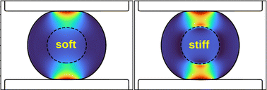 The role of the nucleus for cell mechanics: an elastic phase field ...