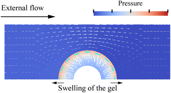 A theory of hydrogel mechanics that couples swelling and external flow ...