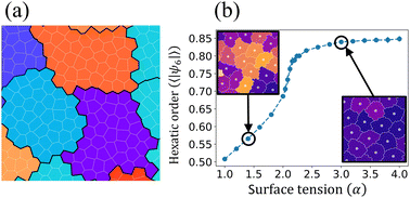 The cellular Potts model on disordered lattices - Soft Matter (RSC ...