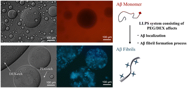 Liquid–liquid phase separation induced by crowding condition affects ...