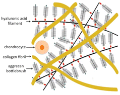 Cartilage extracellular matrix polymers: hierarchical structure ...