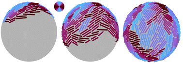 Strain rate controls alignment in growing bacterial monolayers - Soft ...