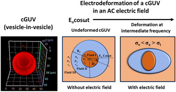 Compound giant unilamellar vesicles as a bio-mimetic model for ...