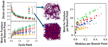 Phantom chain simulations for the fracture of star polymer networks ...