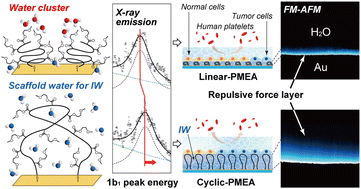 Effects of hydration water on bioresponsiveness of polymer interfaces ...
