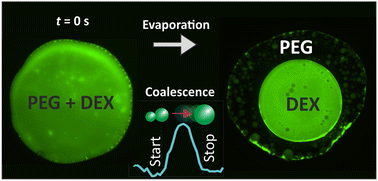 Dynamics of phase-separated microdroplets near the contact line of ...