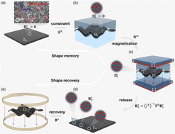 Shape memory and recovery mechanism in hard magnetic soft materials - Soft Matter (RSC Publishing)