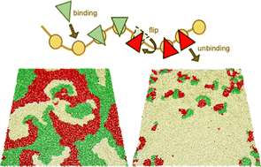 Spatiotemporal pattern formation of membranes induced by surface molecular binding/unbinding ...