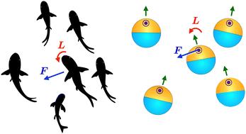 Biomimetic swarm of active particles with coupled passive-active ...